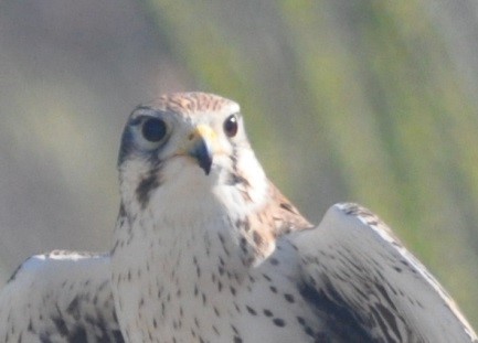 OBSERVATIONS IN NATURE: Prairie Falcon - The Vail Voice
